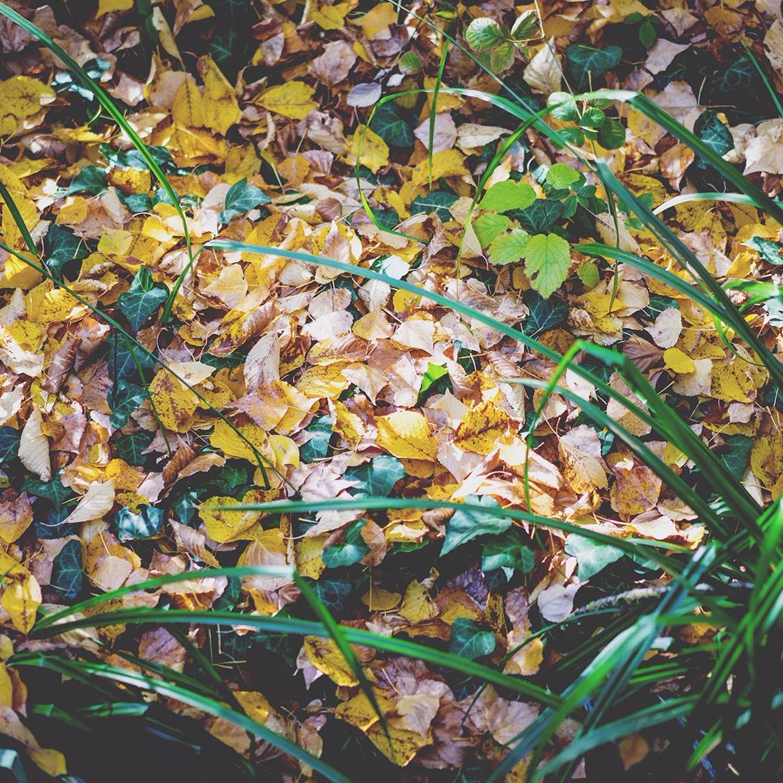 Grounding Meditation by Carla-Jo Geraghty (3m 28s) - Aura