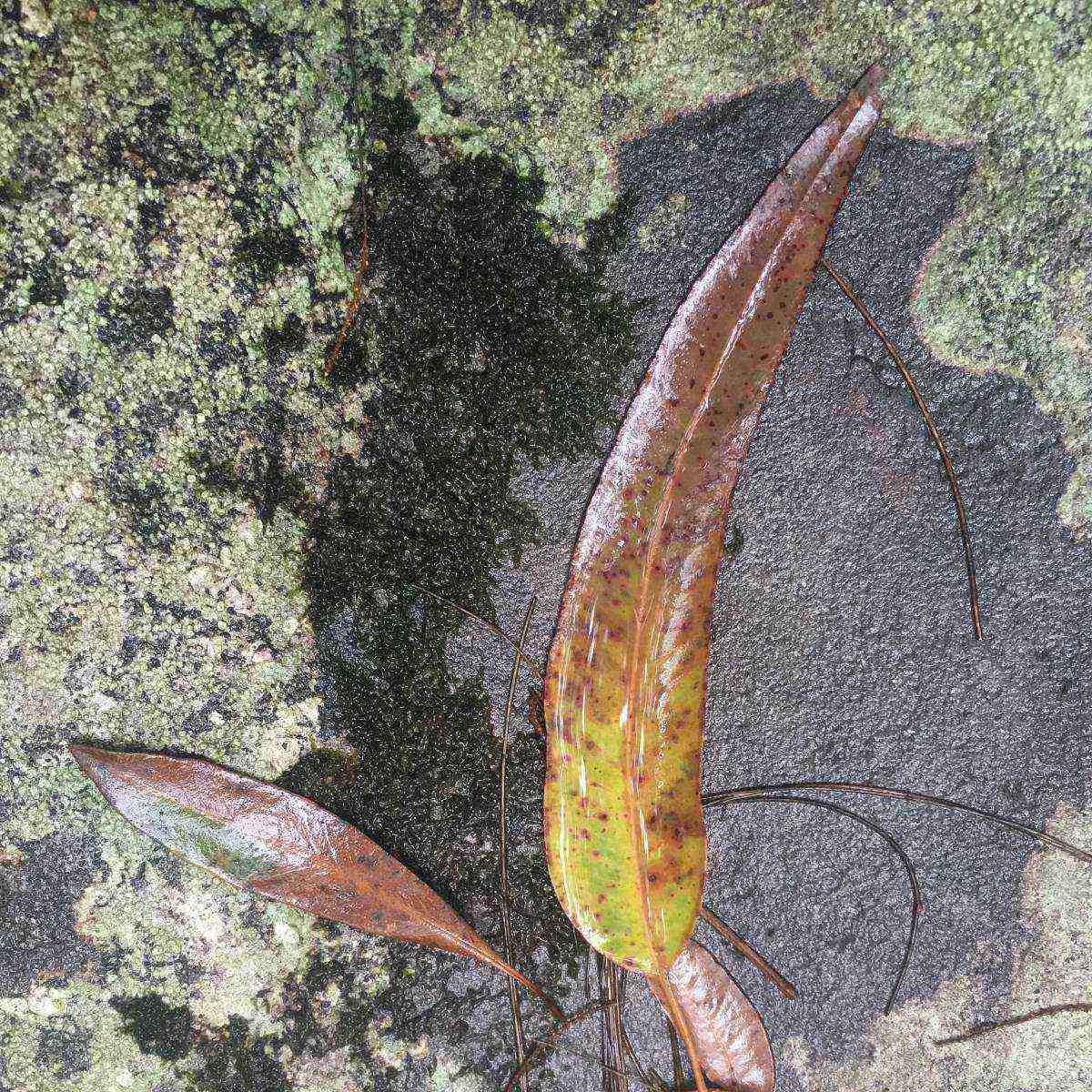 Legs On The Chair by Lisa Pollard (7m 22s) - Aura