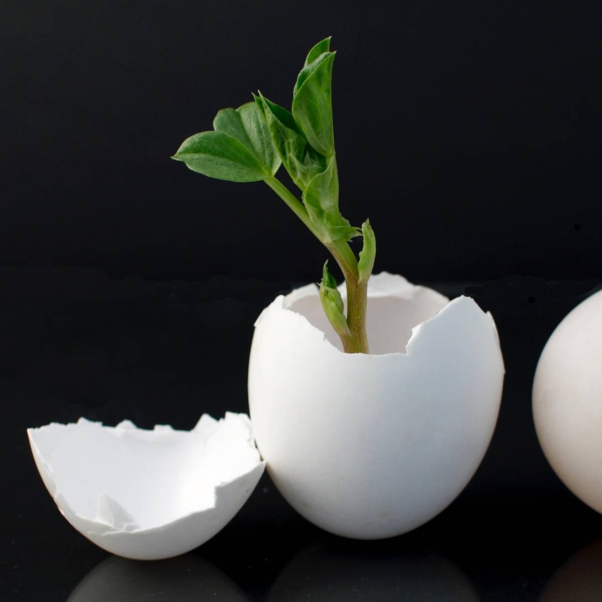 Appreciating Our Imperfections by Jiva Masheder (3m 33s) - Aura