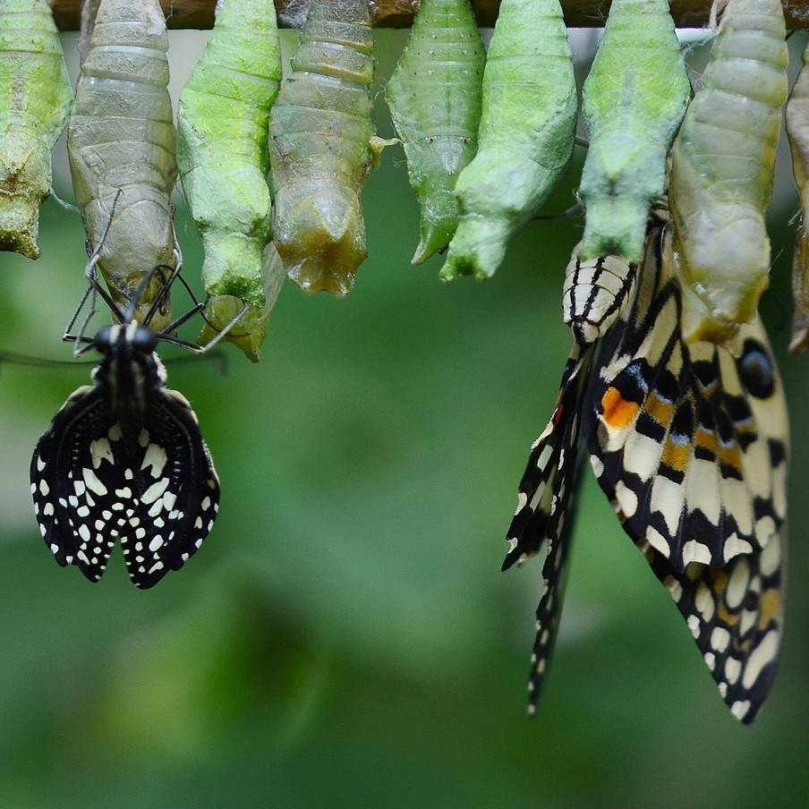 Caterpillar Turn into a Butterfly by Nitima Priya (4m 17s) - Aura