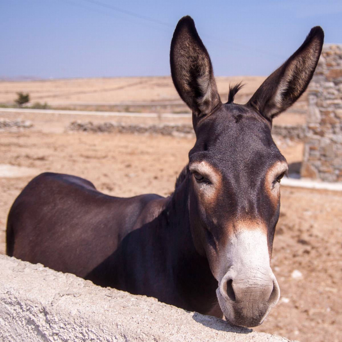 Donkey in a Well by Jiva Masheder (3m 42s) - Aura