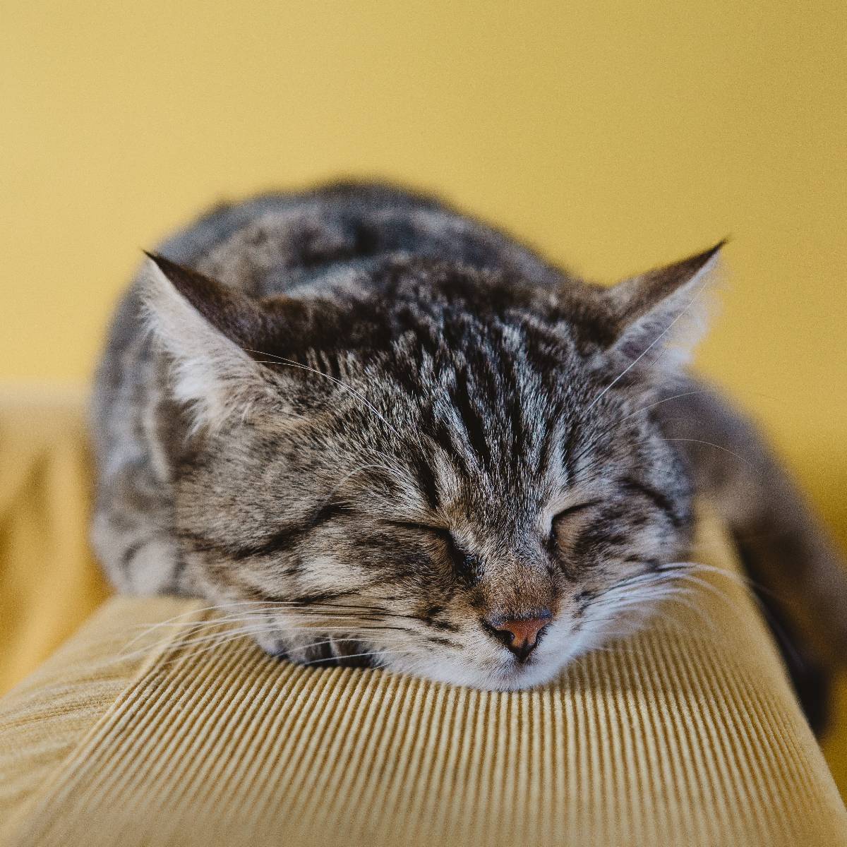 Soften and Allow by Jiva Masheder (3m 36s) - Aura