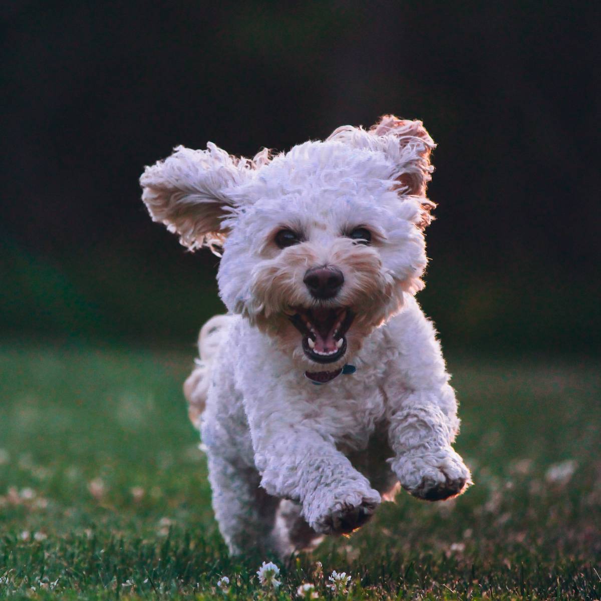 Finding Your Soulmate by Jiva Masheder (4m 1s) - Aura