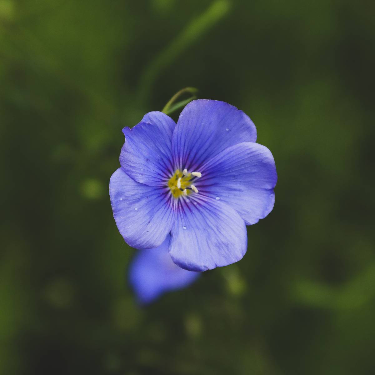 The Flax Plant by Jiva Masheder (12m 39s) - Aura