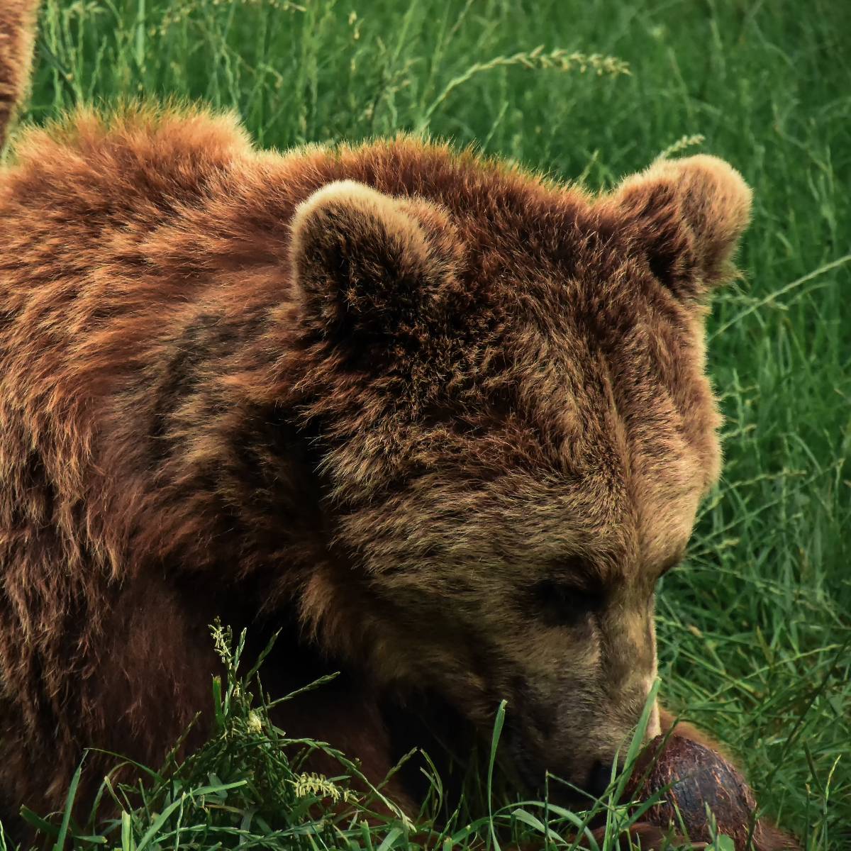 The Story of the Three Bears by Jiva Masheder (13m 43s) - Aura