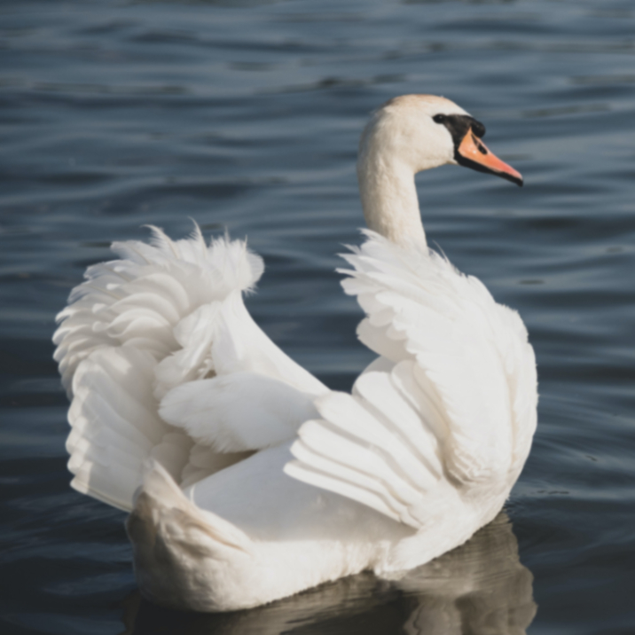 The Magic Swan by Jiva Masheder (12m 54s) - Aura