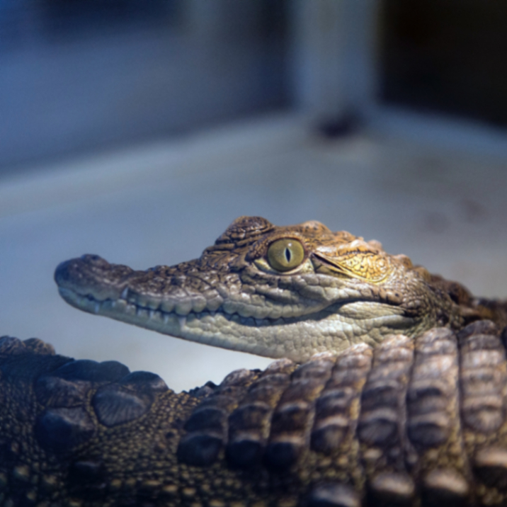 The Sea Serpent and the Princess by Jiva Masheder (16m 44s) - Aura