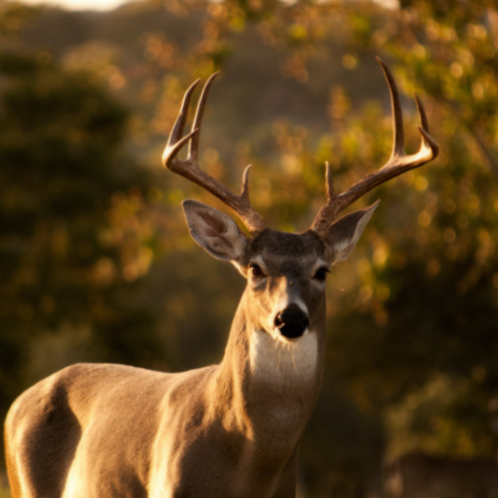 The Lion and the Stag by Jiva Masheder (3m 24s) - Aura