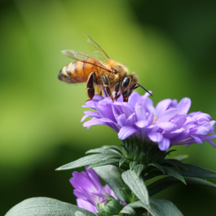 Bees Breath - Bhramari Breathing by Amy Kerman-Gutzmer (5m 11s) - Aura