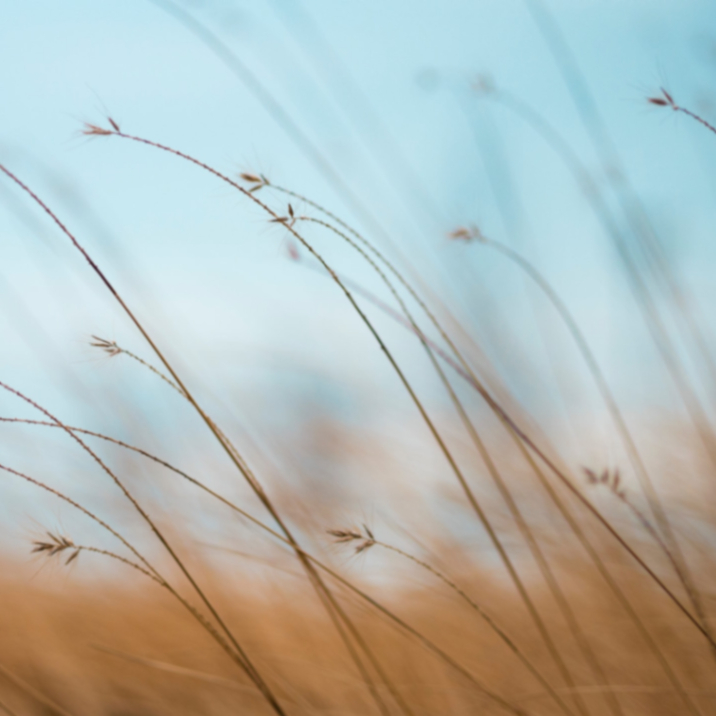 Feel Safe And Peaceful by Lauren Ziegler (3m 31s) - Aura