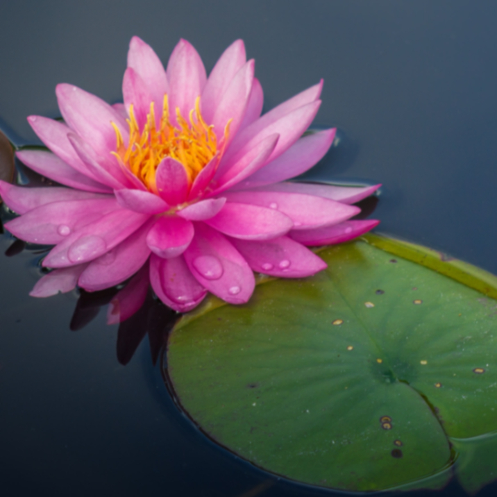 Lessons from the Lotus Flower by Mark Guay (6m 55s) - Aura