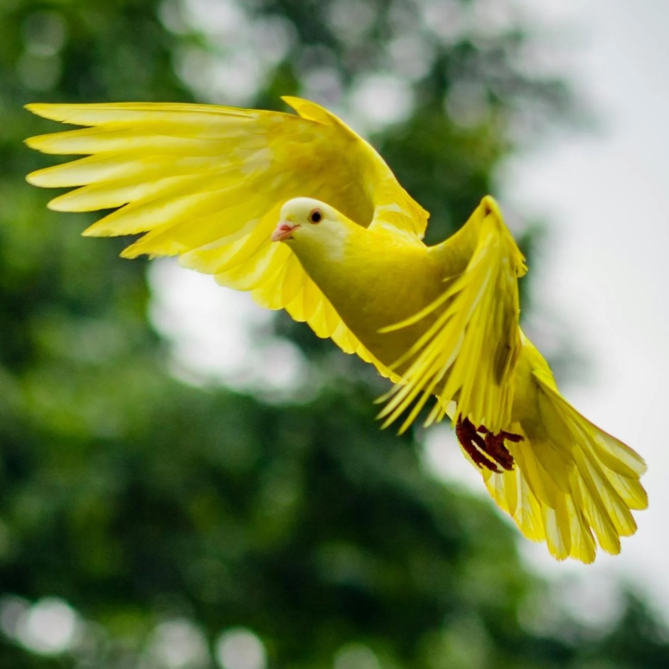 Affirmations For A Joyful Life by Kelsey Wishik (4m 2s) - Aura