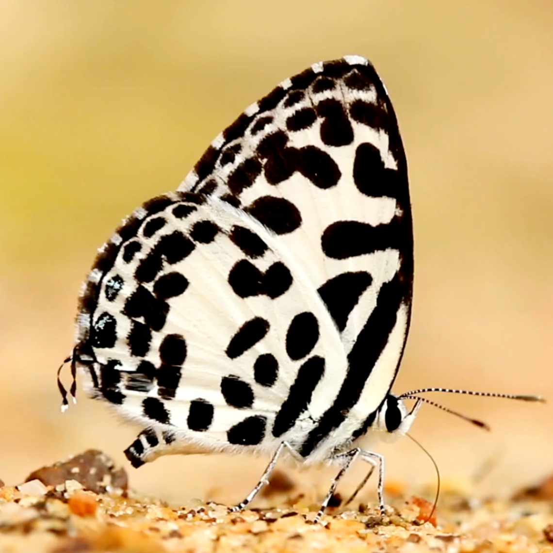 EFT Tapping para la Autoestima by Maru Mutti (11m 37s) - Aura