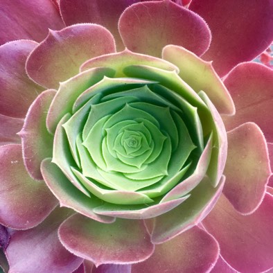 Walking Meditation-Sense Doors by Lisa Pollard (7m 27s) - Aura